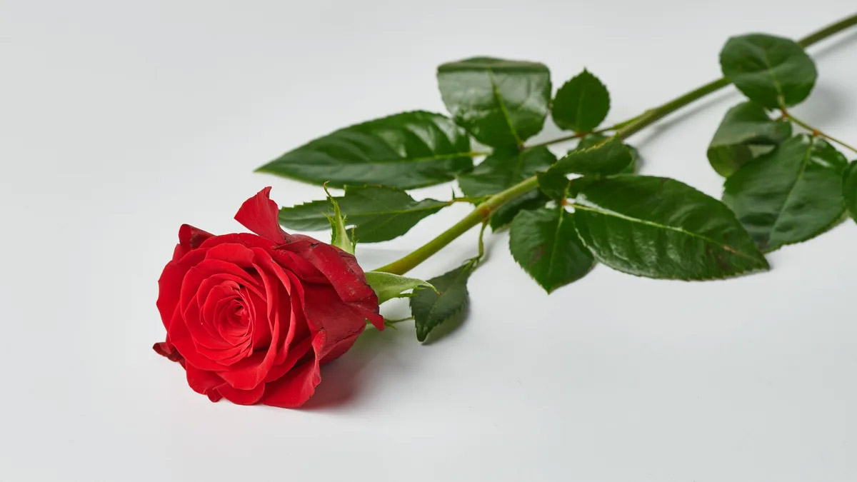 ΤΡΙΑΝΤΑΦΥΛΛΑ ECUADOR Αγορά Online σε 1' - Antheon